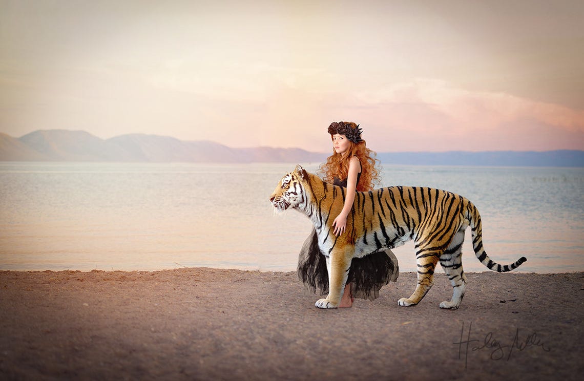 Amazing 3 Pack Tiger PNG Overlay Digital Beach Backdrop - Etsy