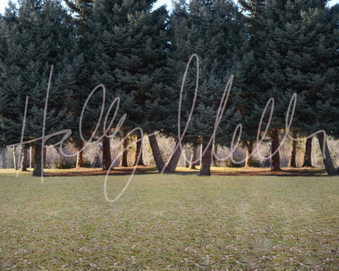 Pine Tree Digital Background Large Pine Tree Outdoor - Etsy