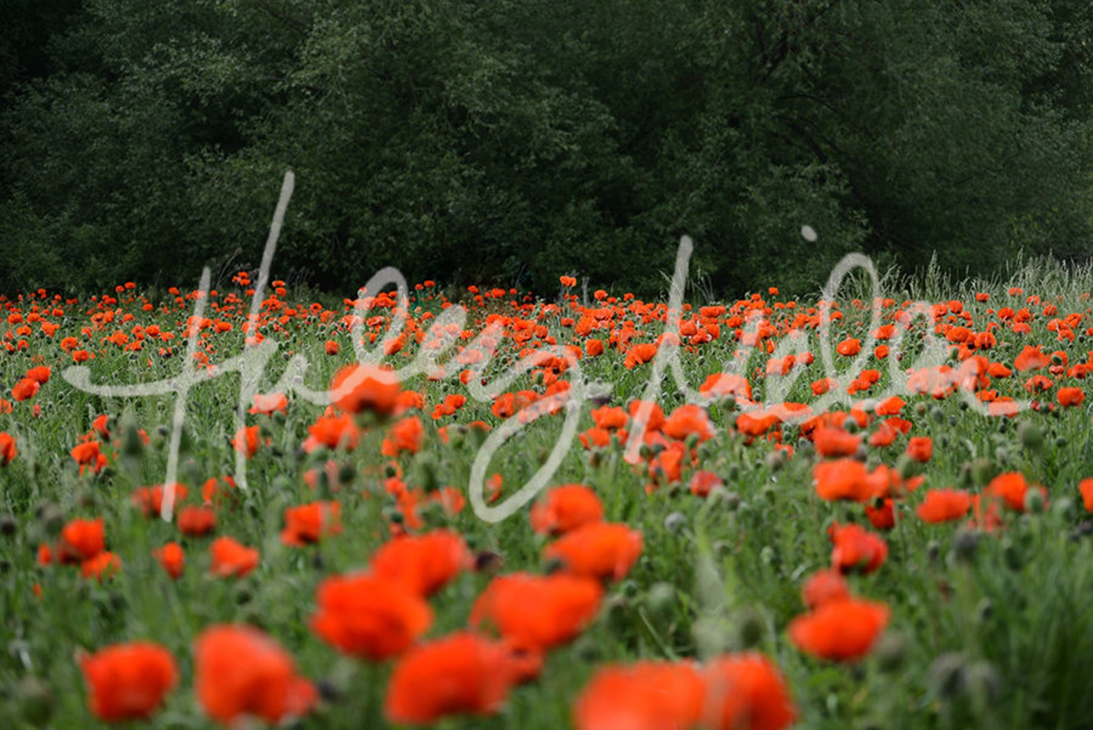 On Sale 2x Digital Backdrop Red Poppy Field/poppy PNG Overlay - Etsy