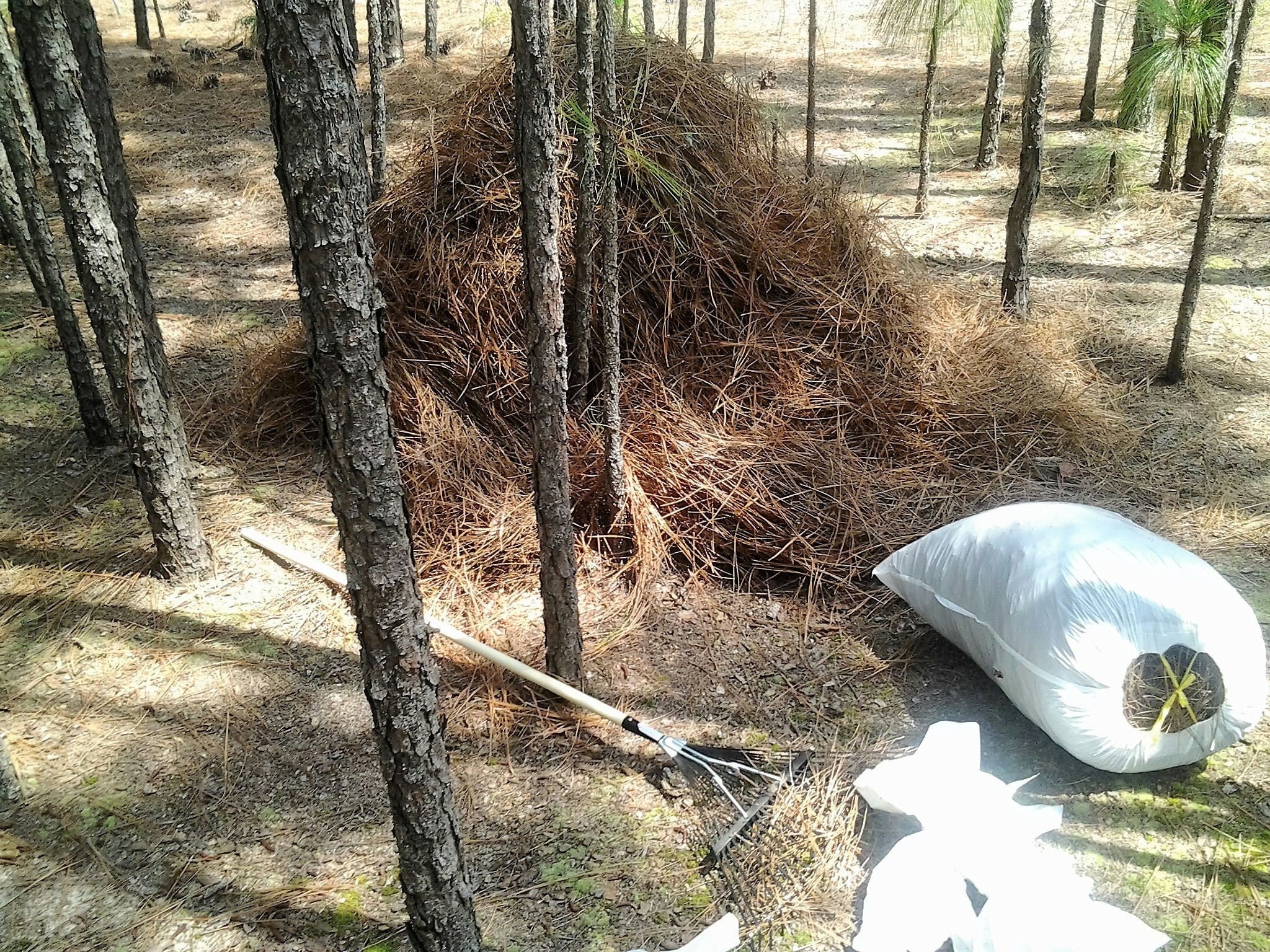 Elliptical Baled Pine Straw - Etsy