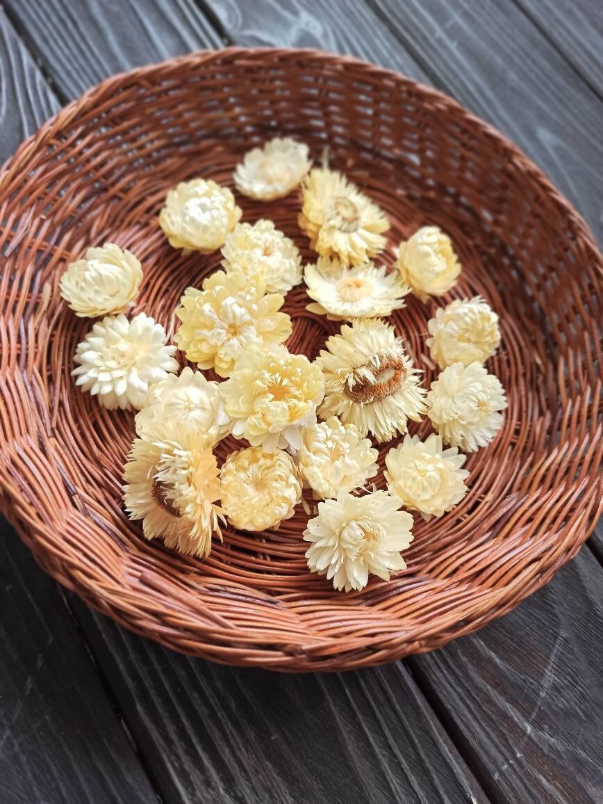 Dried Strawflower Heads,dried White Flowers,dry Flowers,strawflowers ...