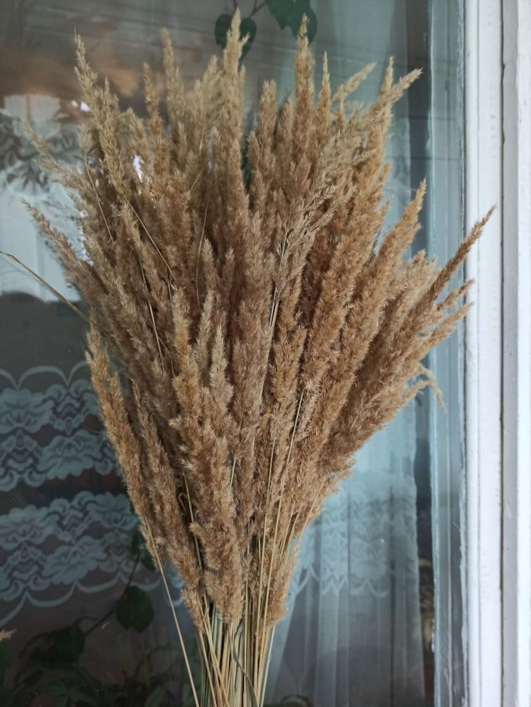 35large Dry Reed Grass,long Cane/pond Decor Grass,rush Plumes/dry ...