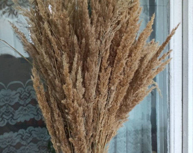 35large Dry Reed Grass,long Cane/pond Decor Grass,rush Plumes/dry ...