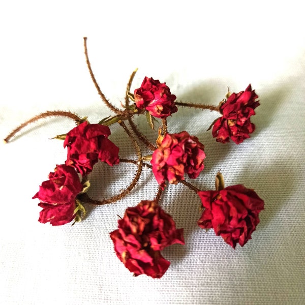 Dried Roses - Etsy