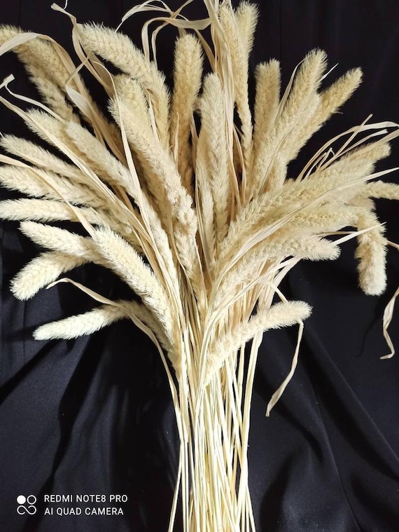Dried Fox Tail Milletsetaria Grass Bundledried Leafdried - Etsy