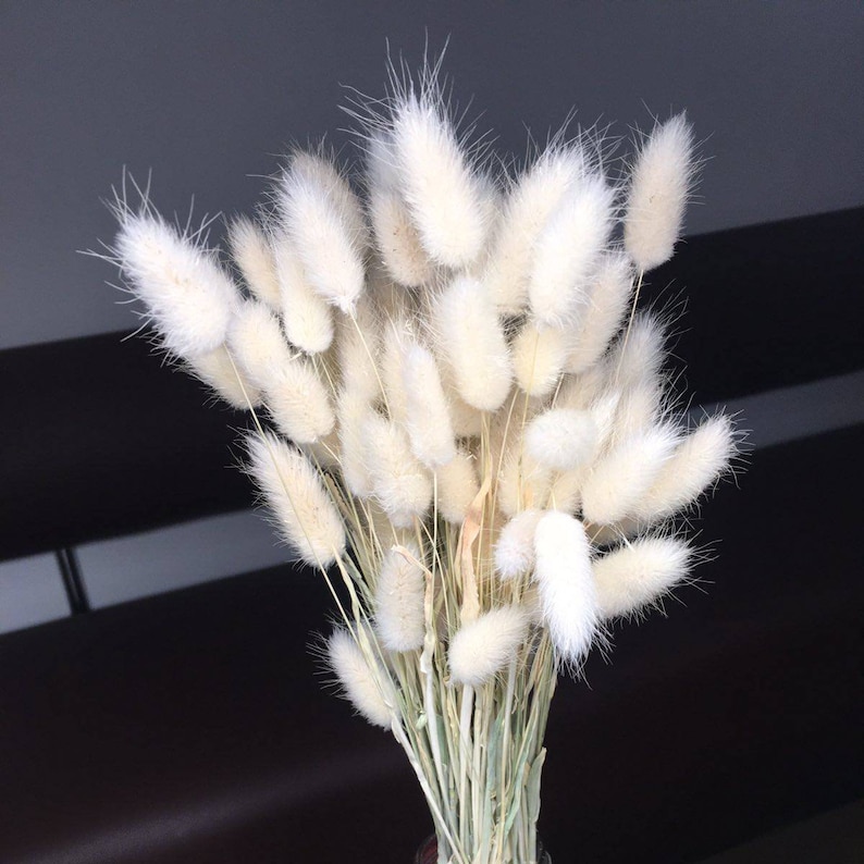100 Lagurus White Dried Hare's Tail Grassbunny Tail Dried - Etsy