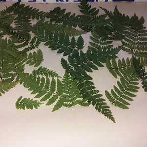 100 Pressed Fern Leafs, Real Pressed Fern, Pressed Green Fern,dried ...