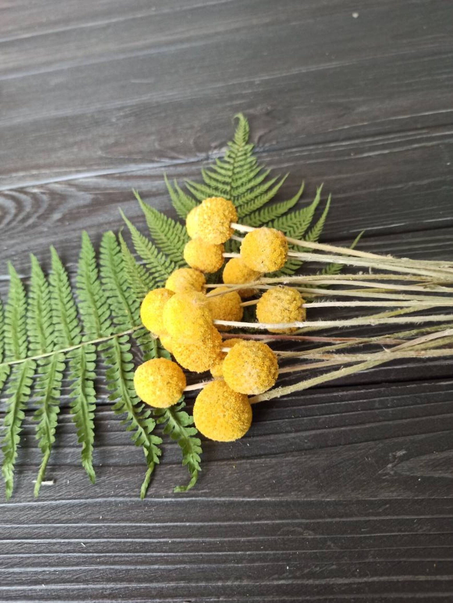 20 Yellow Dried Craspedia Stems, Billy Buttons Bunch - Etsy
