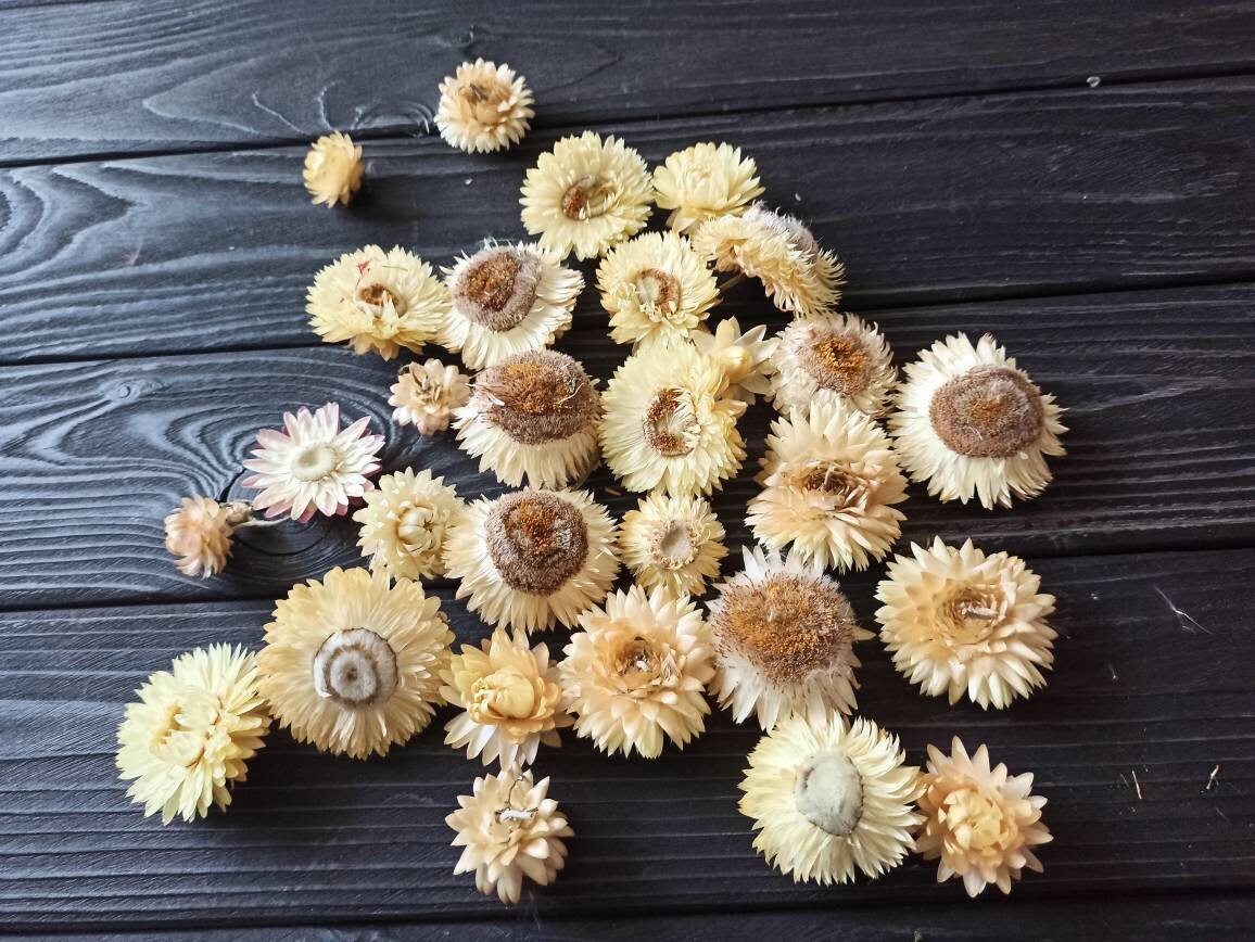 Dried Strawflower Headsdried white flowersdry | Etsy