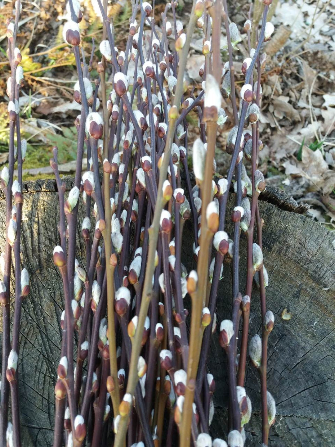 25 Dried Pussy Willow Branches,spring Decor,dried Pussy Willow Stems ...
