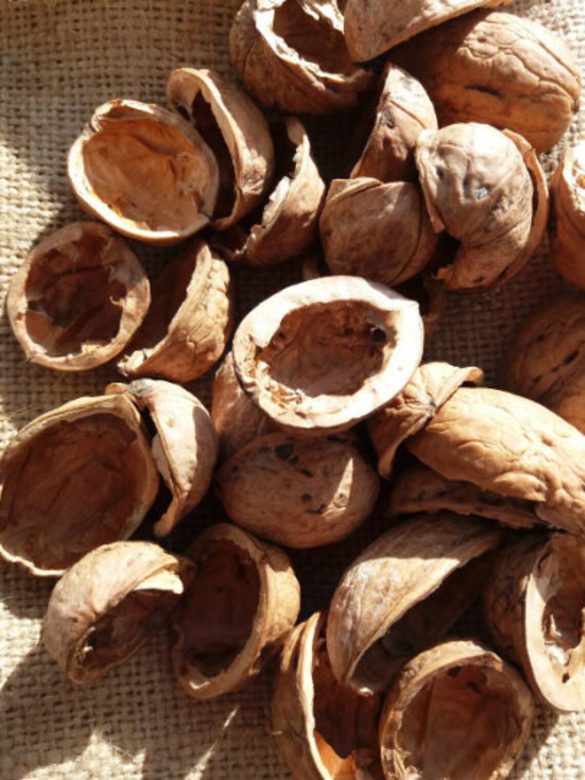 Walnut Shell Halveswalnut Halves Creativitywalnut - Etsy