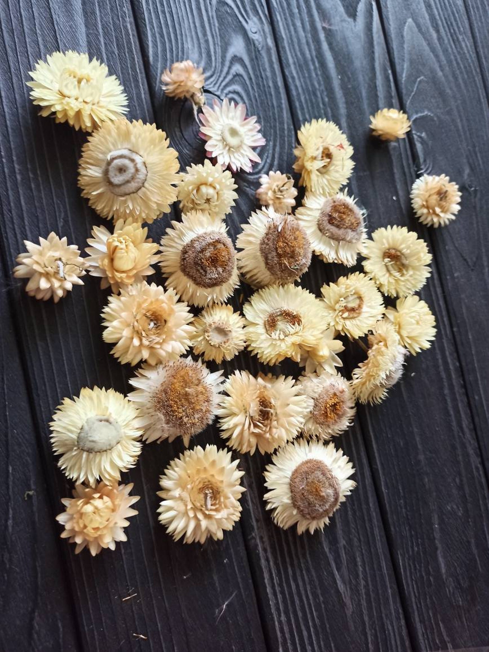 Dried Strawflower Headsdried white flowersdry | Etsy
