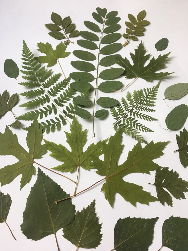 50 hojas prensadas material para artesanías hojas de | Etsy