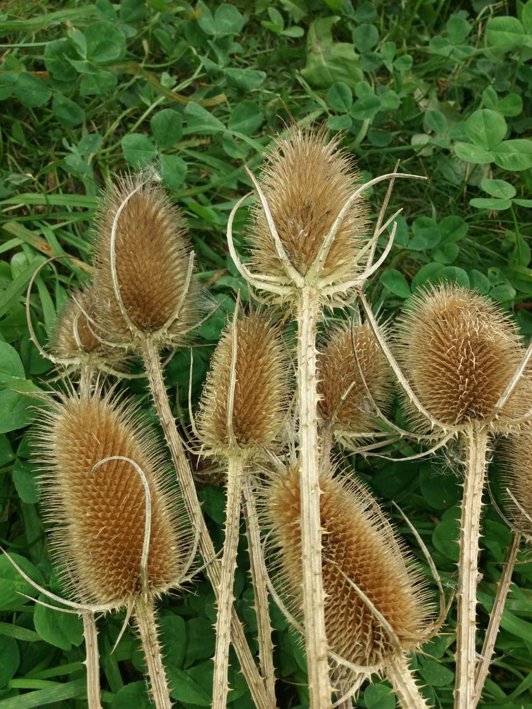 20 Dried Teasel Branches, Natural Rustic Decor, Floral Supply - Etsy