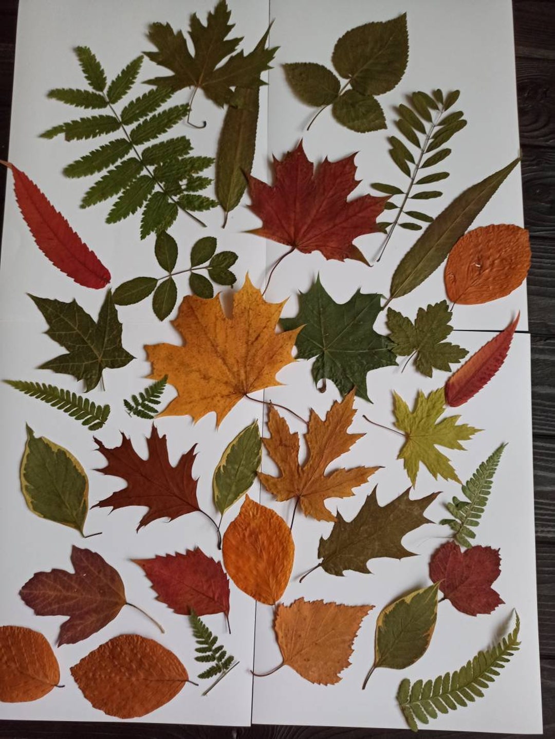 Pressed Leaves,material for Craft,herbarium Leaves,dry Autumn Leaves ...