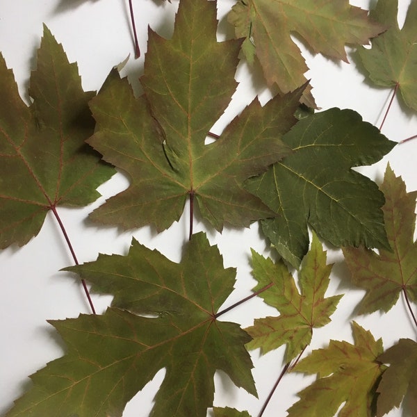 Real Maple Leaf - Etsy