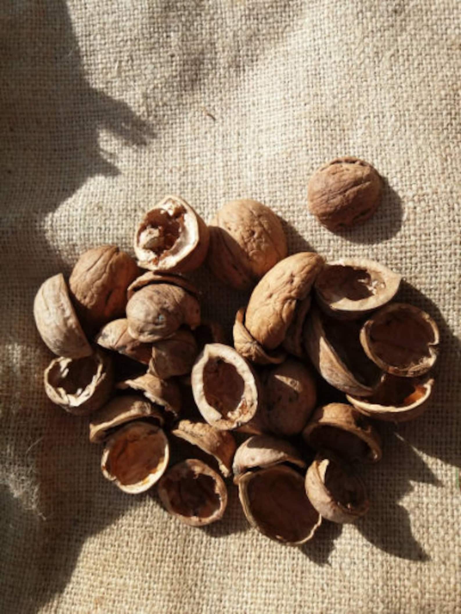 Walnut Shell Halveswalnut Halves Creativitywalnut - Etsy