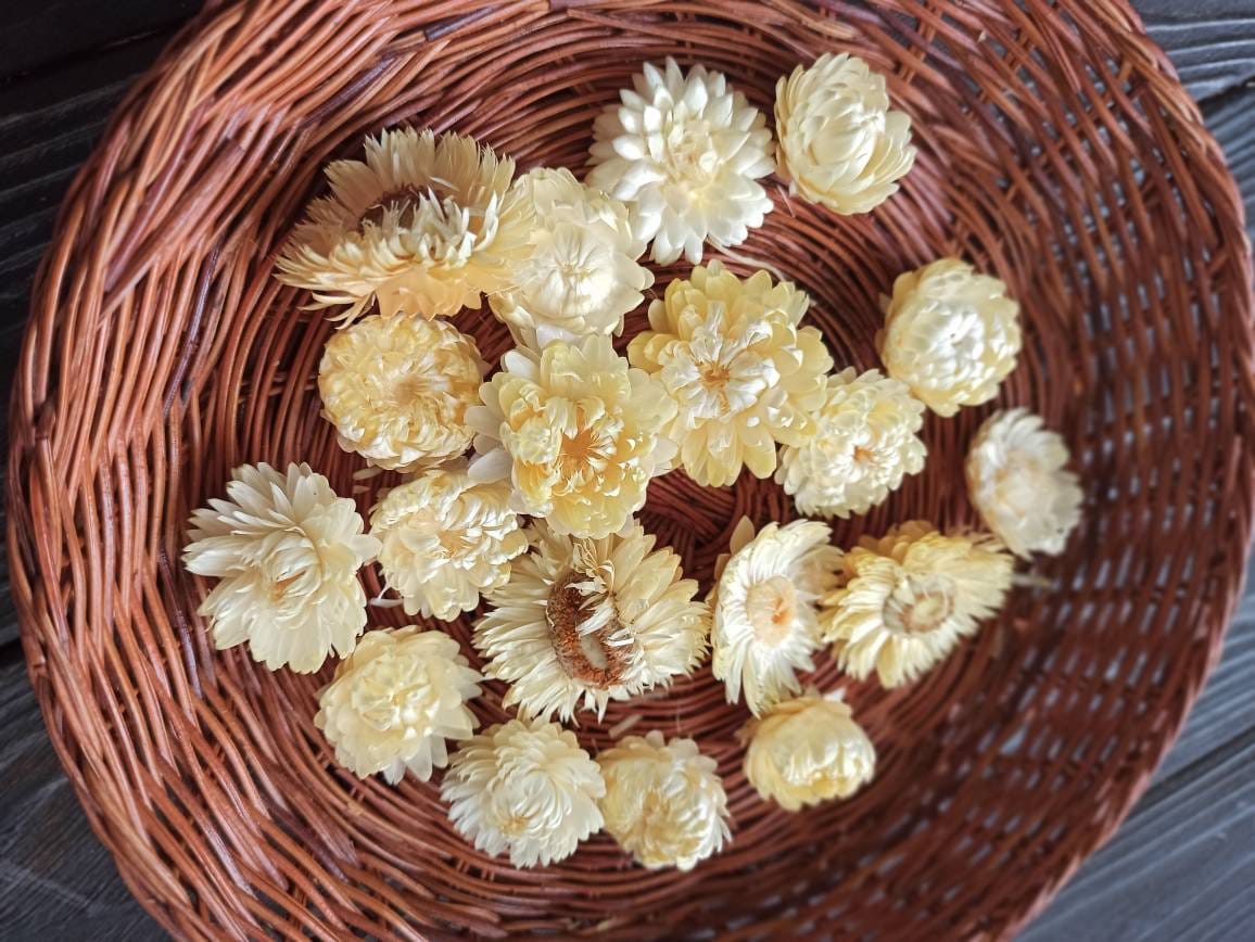 Dried Strawflower Heads,dried White Flowers,dry Flowers,strawflowers ...