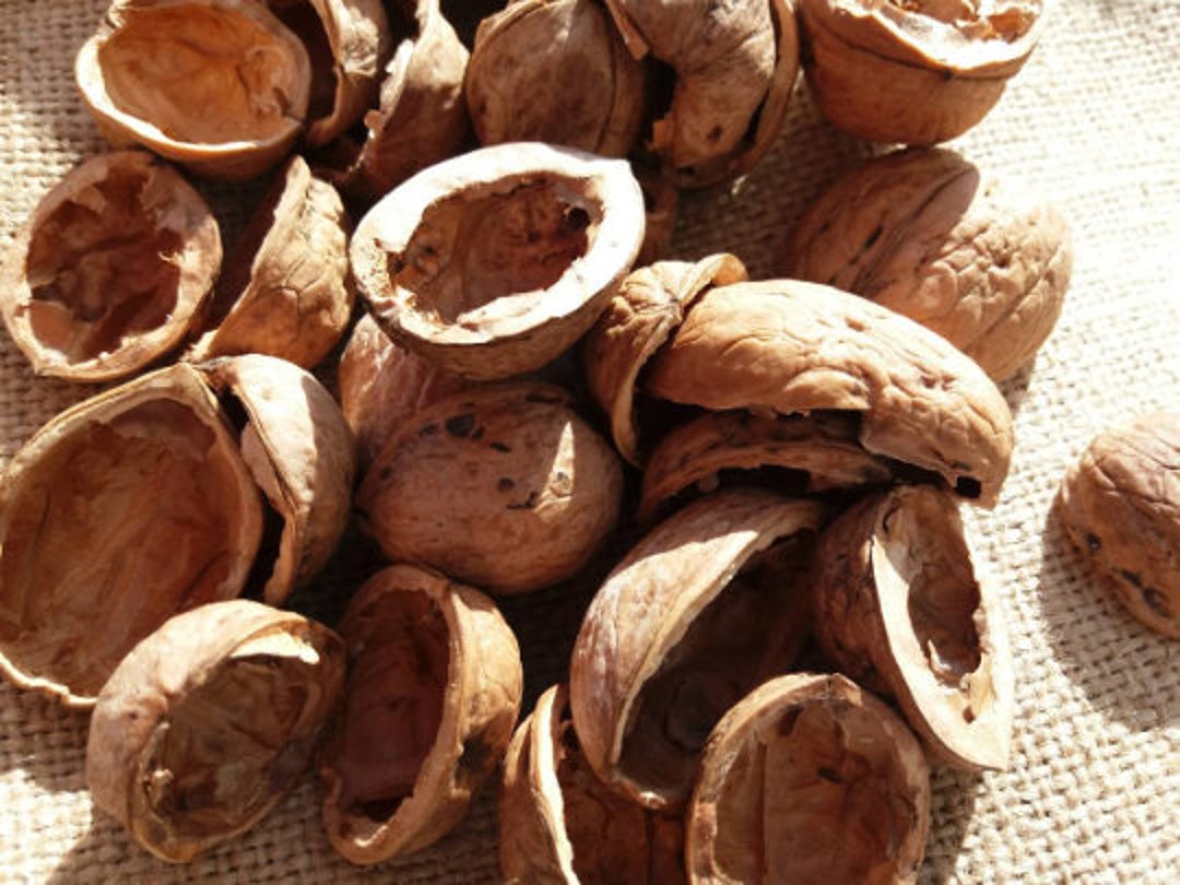 Walnut Shell Halves,walnut Halves Creativity,walnut Slices,crafts ...