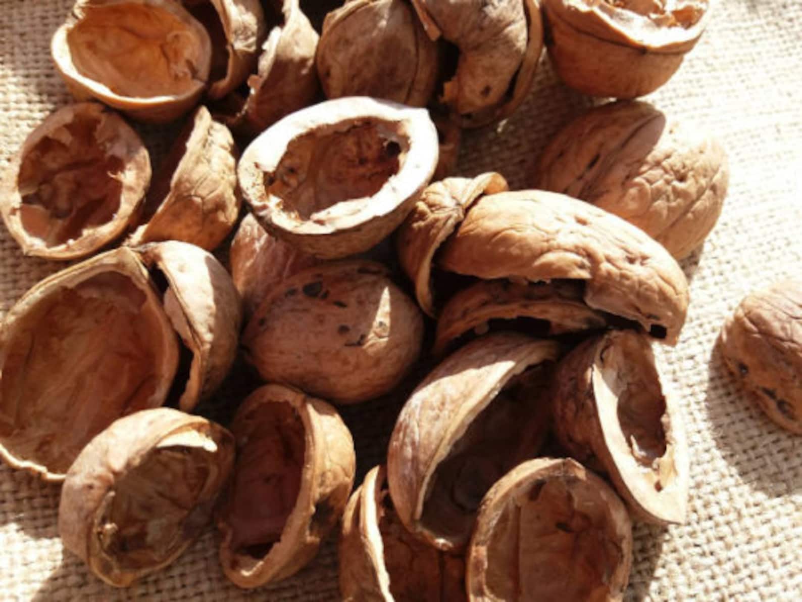 Walnut Shell Halveswalnut Halves Creativitywalnut - Etsy