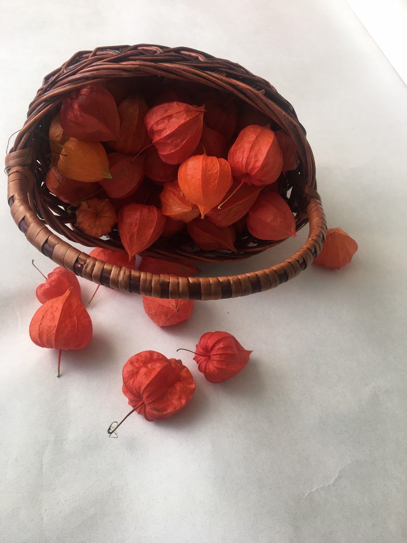 30 Dried Loose Physalisdried Chinese Lantern Podsphysalis - Etsy