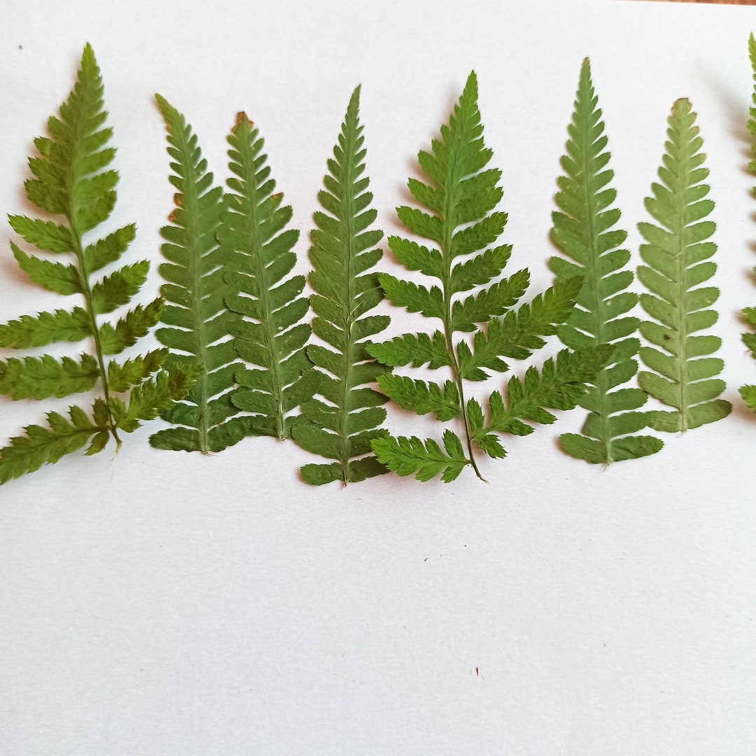 100 Pressed Fern Leafs, Real Pressed Fern, Pressed Green Fern,dried ...