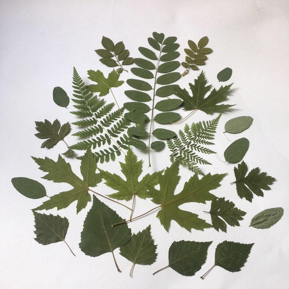 50 Pressed Leavesmaterial for Craftsherbarium Leavesdry - Etsy