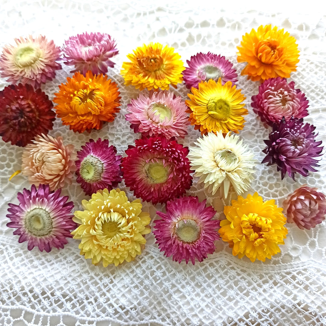 100 Pcs Dried Strawflower Heads, Wedding Diy, Dried Flower, Dried ...