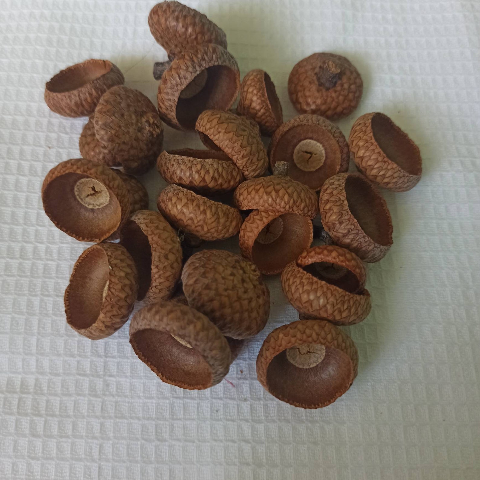 100 Real Acorn Caps, Large Red Oak, Fall Handcraft Decor - Etsy