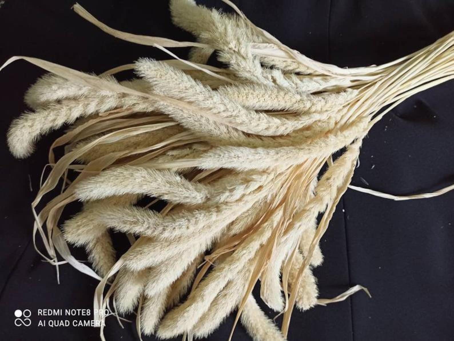 Dried Fox Tail Millet,setaria Grass Bundle,dried Leaf,dried Floral ...
