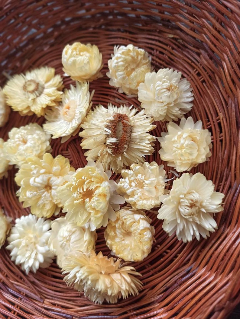 Dried Strawflower Heads,dried White Flowers,dry Flowers,strawflowers ...