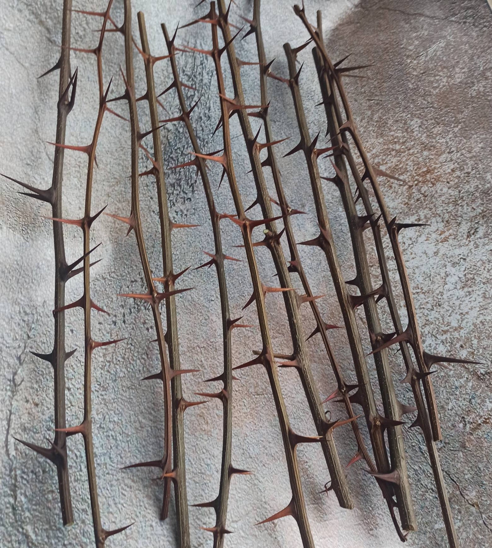 15pcs Thorn Branches,thorny Twigs,acacia Branches,sharp Branches for ...