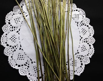 50 Yarrow Stalks Stems Sticks for I Ching Chinese Divination - Etsy