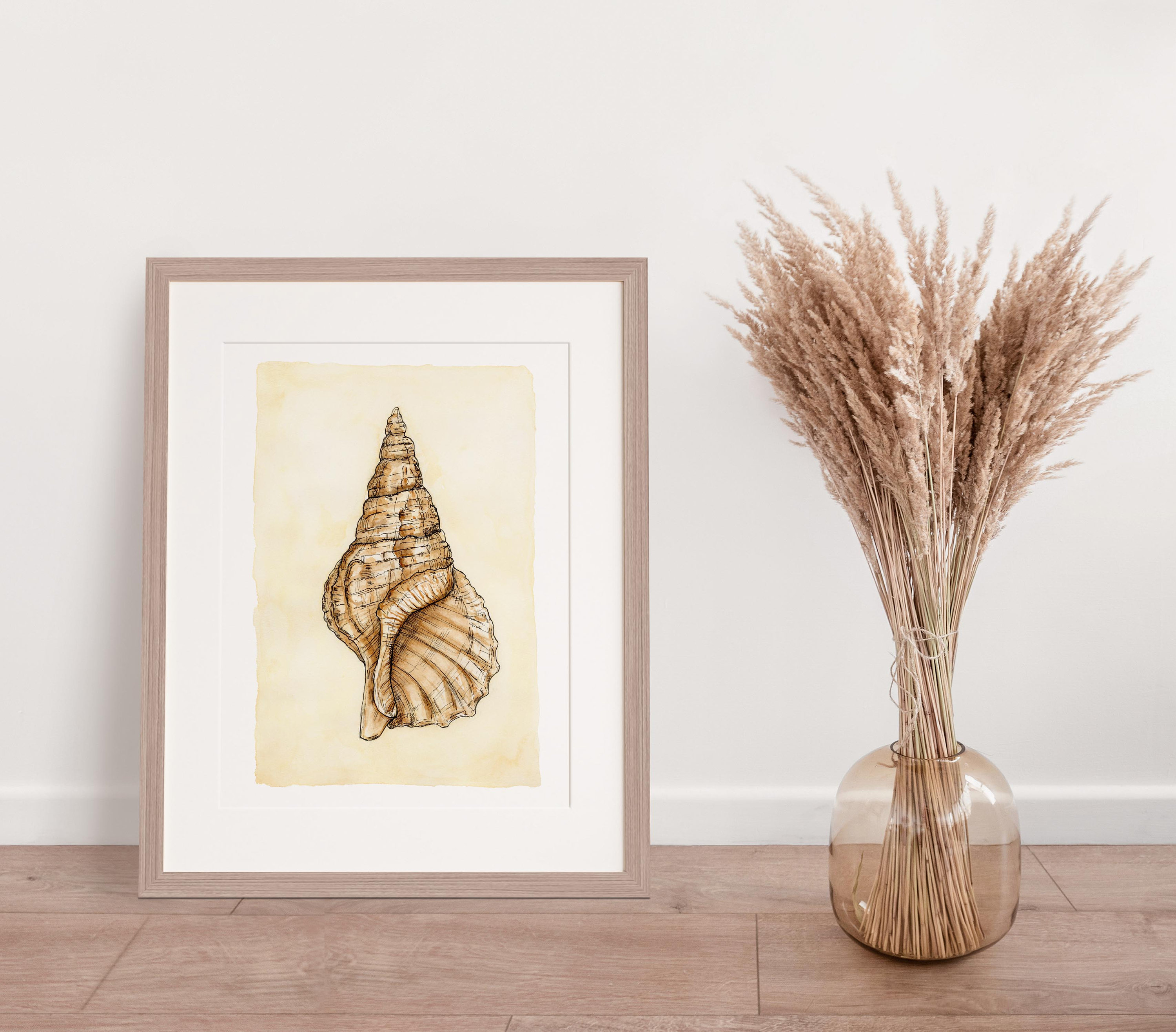 Tulip Sea Shell Art Print Seashell Fine Art Print Watercolour Shell ...