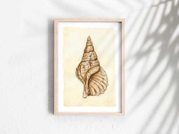 Tulip Sea Shell Art Print Seashell Fine Art Print | Etsy