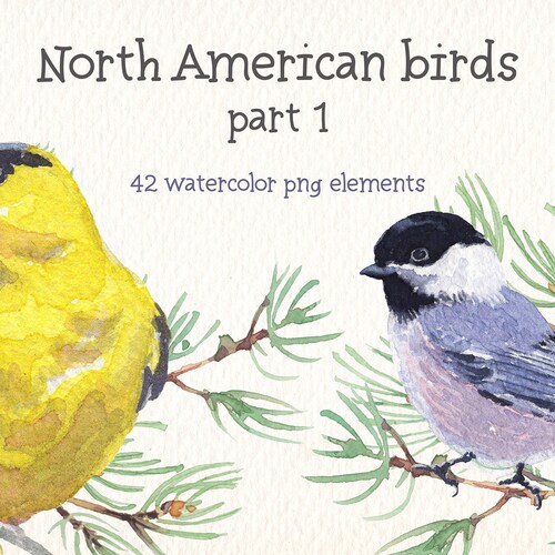Birds of North America Watercolor Clipart - Etsy