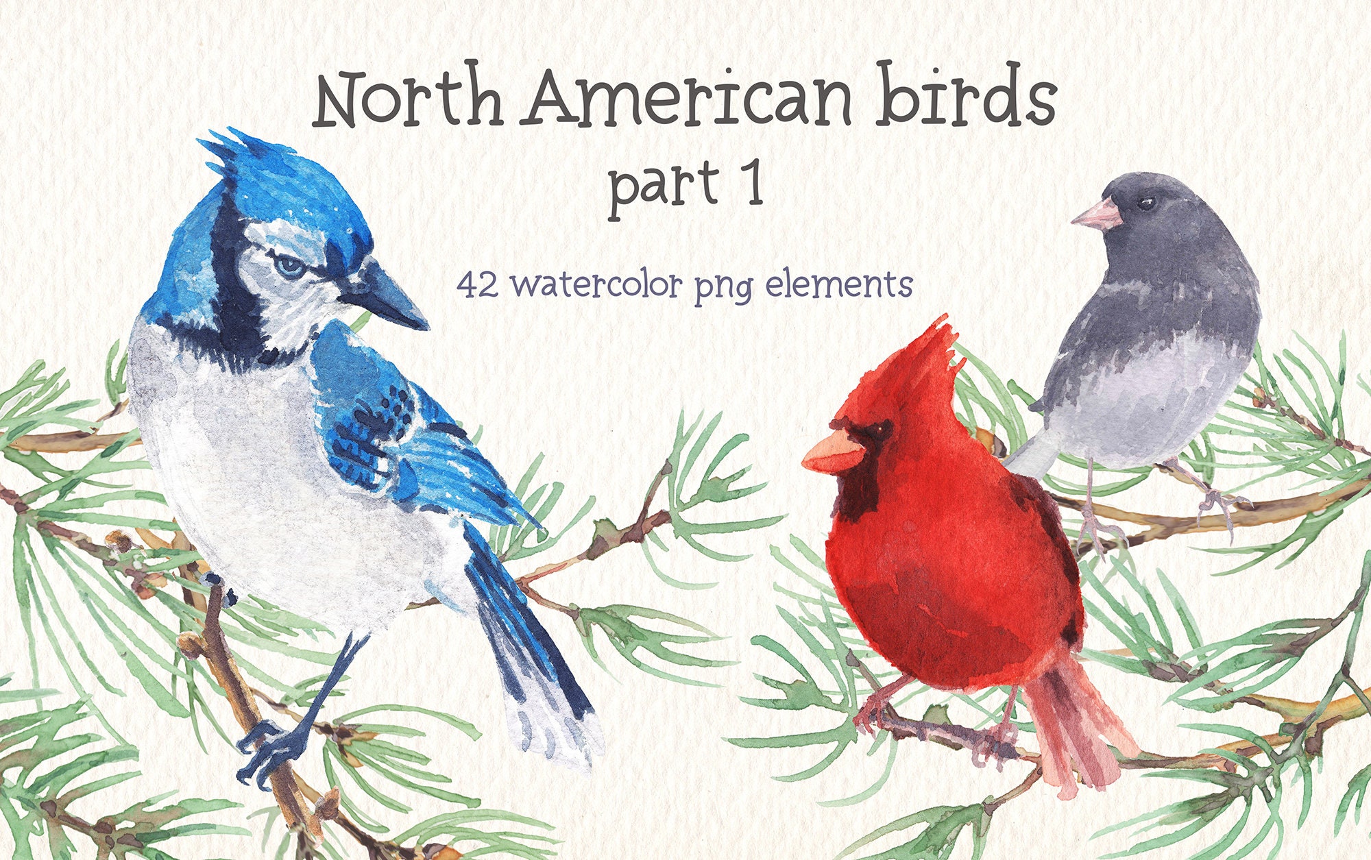 Birds of North America Watercolor Clipart - Etsy
