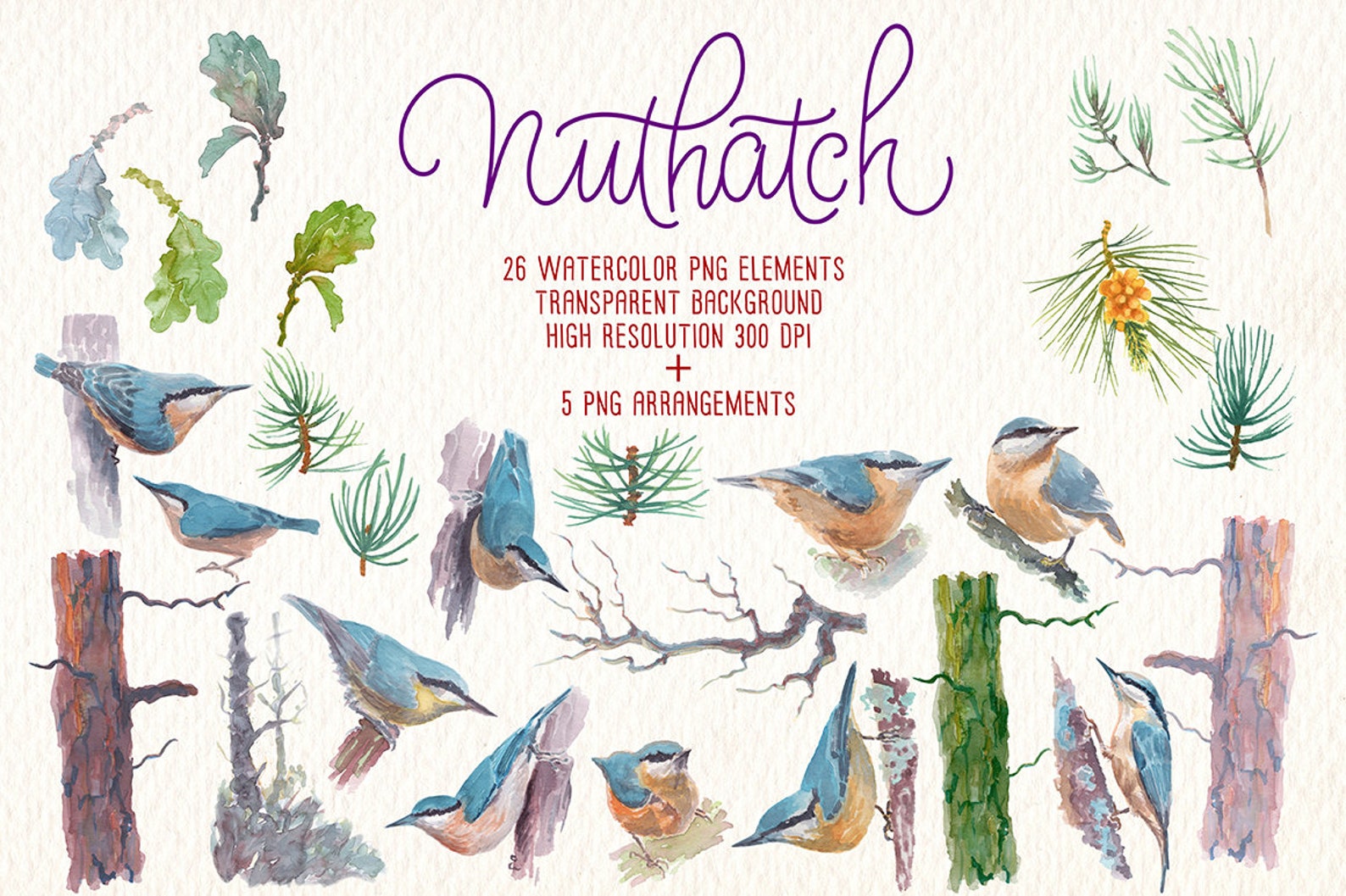 Watercolor Nuthatch Bird Png Clipart. Watercolor Clip Art. Ideal for ...