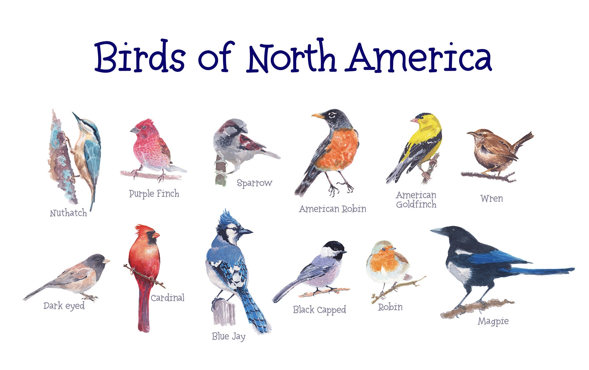 Birds of North America Watercolor Clipart - Etsy