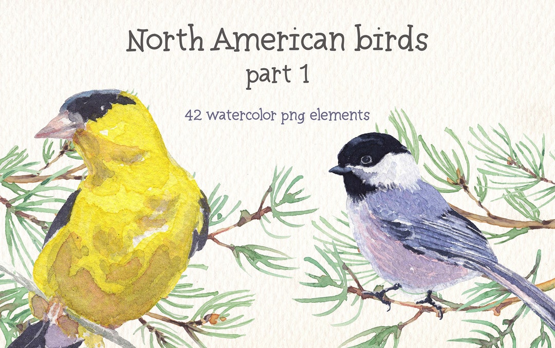 Birds of North America Watercolor Clipart - Etsy
