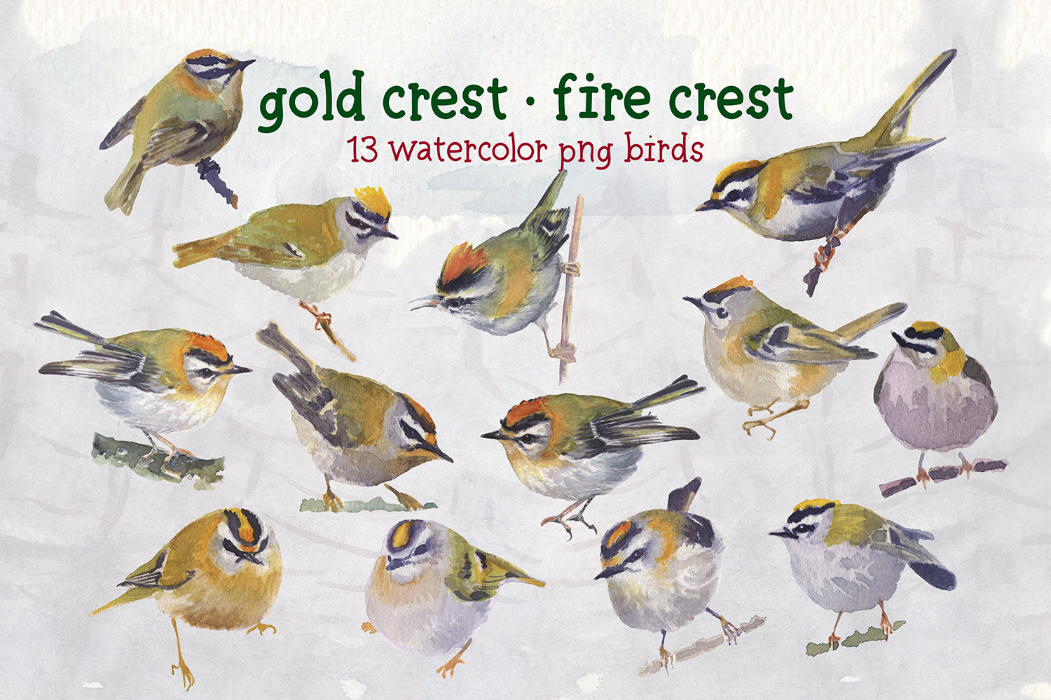 Gold Crest Fire Crest Watercolor Birds Clipart - Etsy