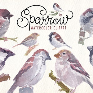 Watercolor Sparrow Bird PNG Clipart Watercolor Clip Art Ideal Printable ...