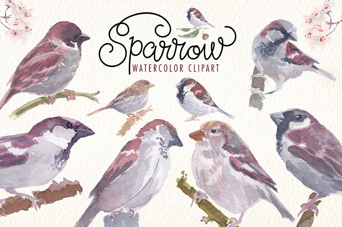 Watercolor Sparrow Bird Png Clipart. Watercolor Clip Art. Ideal for ...