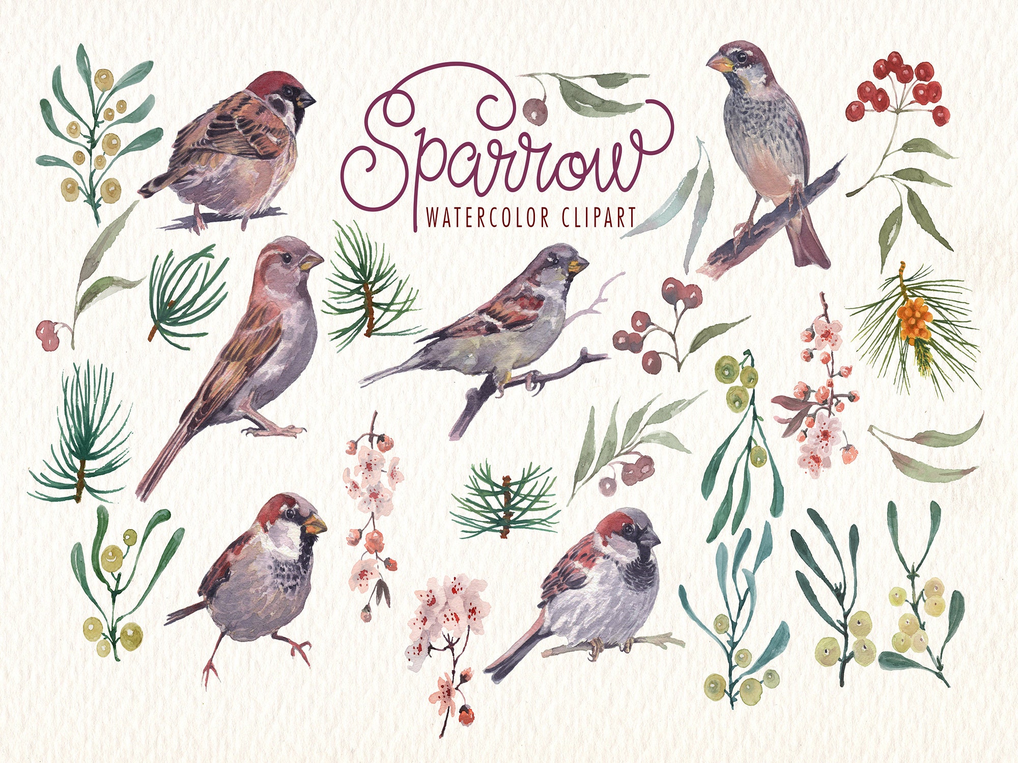 Sparrow Bird Watercolor Clipart Set Design Elements Collection - Etsy