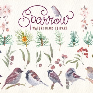 Watercolor Sparrow Bird Png Clipart. Watercolor Clip Art. Ideal for ...