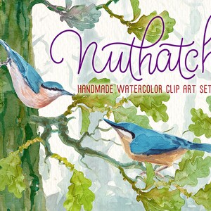 Watercolor Nuthatch Bird Png Clipart. Watercolor Clip Art. Ideal for ...