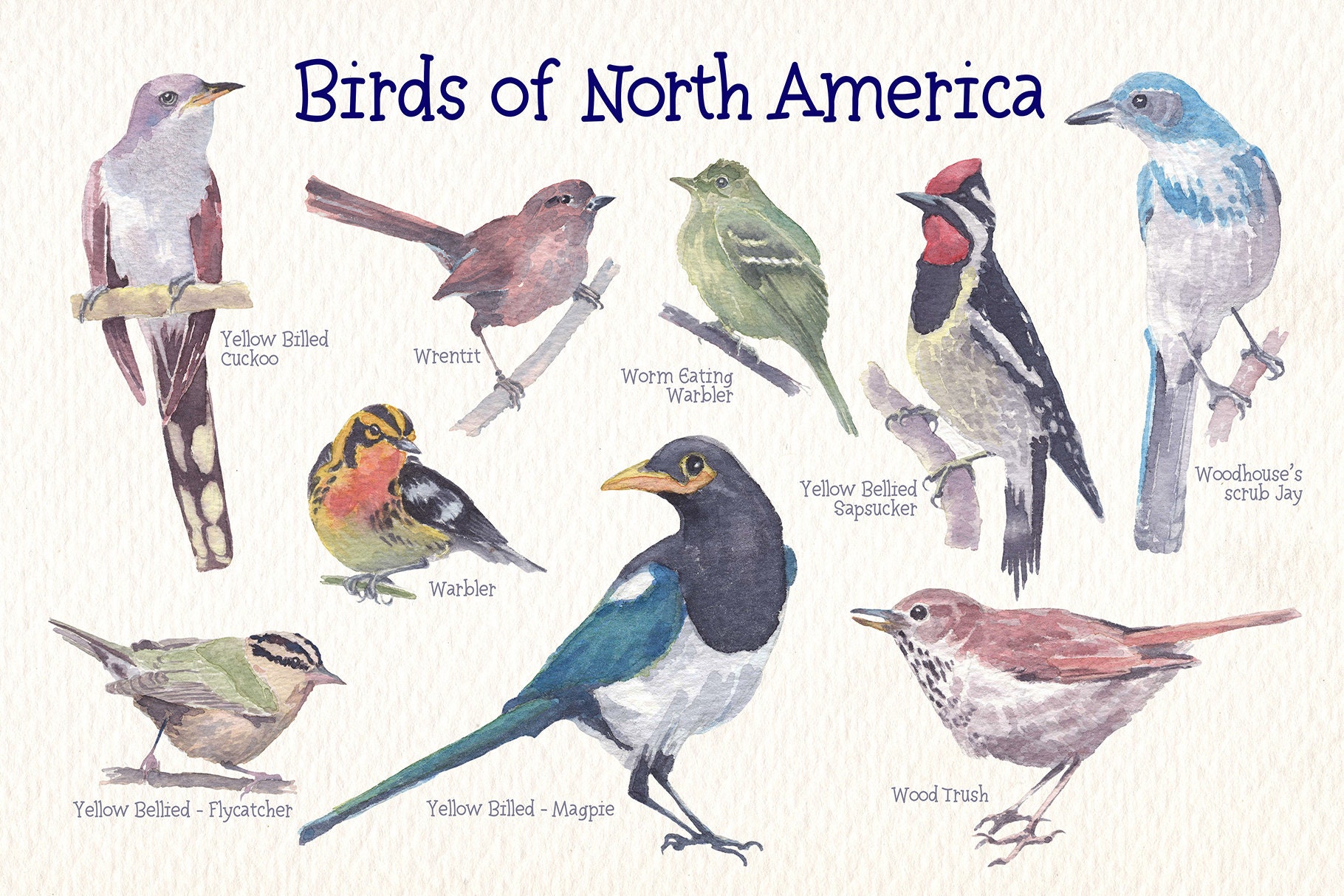 Birds of North America Part II Watercolor Clipart - Etsy