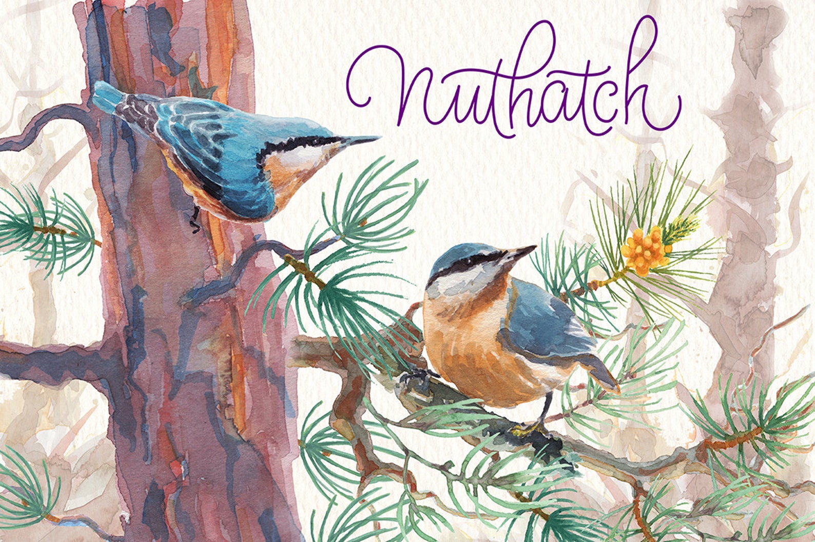Watercolor Nuthatch Bird Png Clipart. Watercolor Clip Art. Ideal for ...