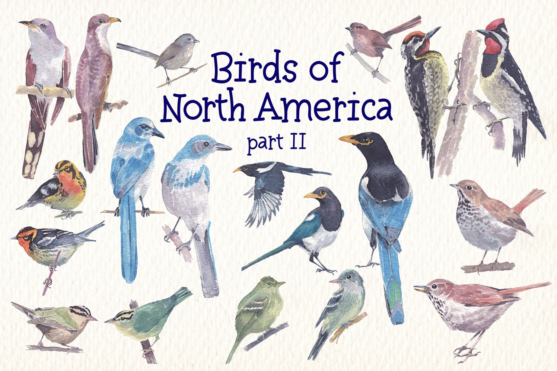Birds of North America Part II Watercolor Clipart - Etsy