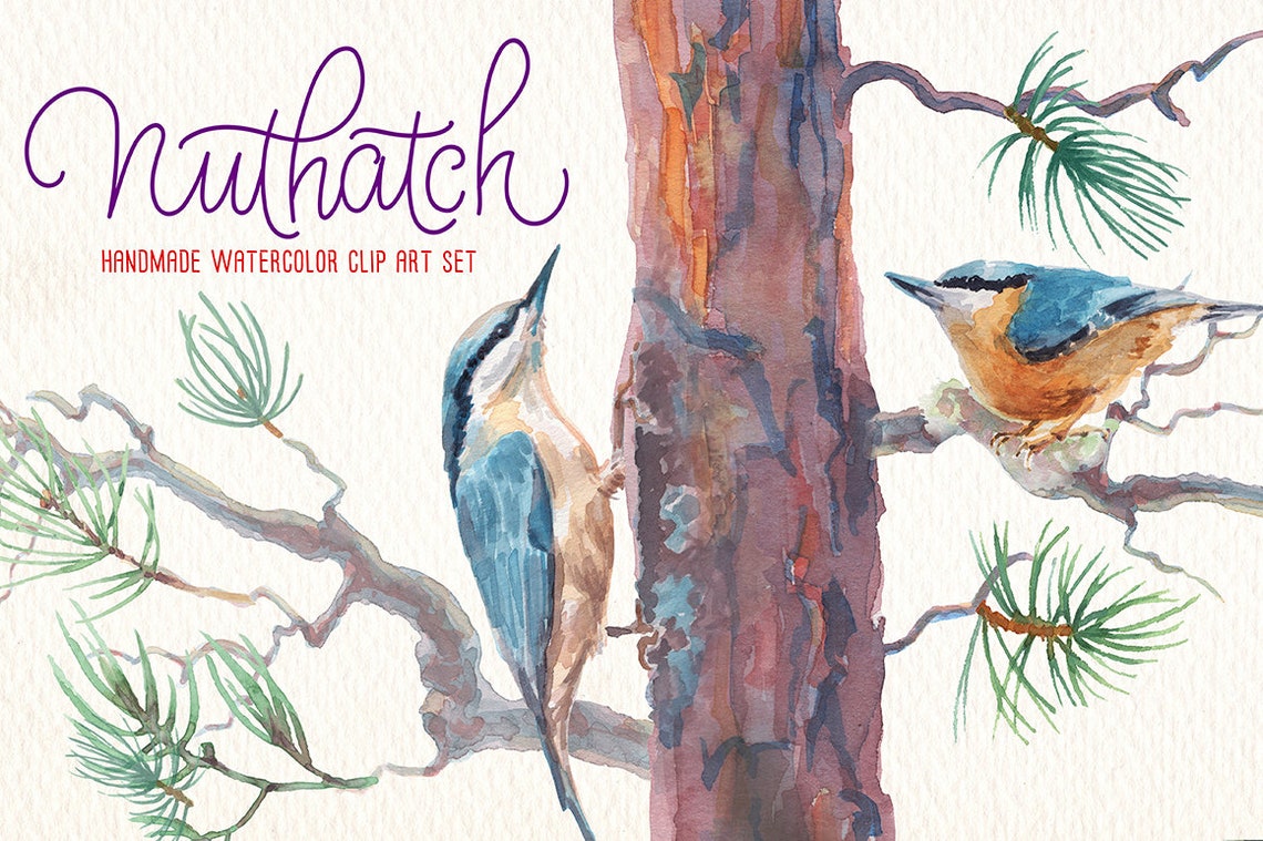 Watercolor Nuthatch Bird Png Clipart. Watercolor Clip Art. Ideal for ...